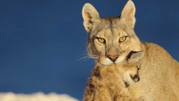 Rete 4 - «DYNASTIES II» - protagonisti PUMA e IENA - PuntoZip - La ...